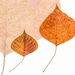 30 Chinese Tallow Tree Seeds: Triadica Sebifera, Fall Colors - Etsy