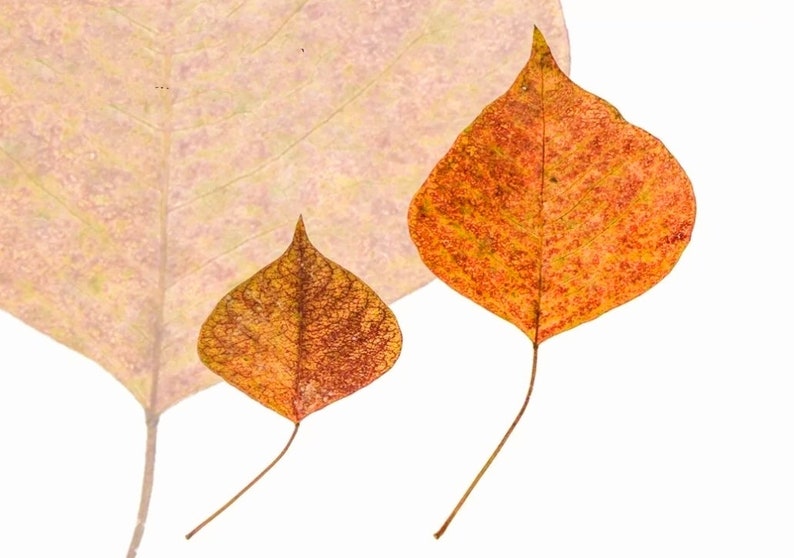 30 Chinese Tallow Tree Seeds: Triadica Sebifera, Fall Colors - Etsy