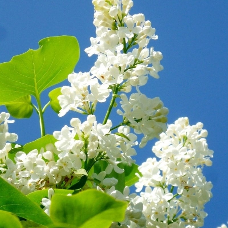 Lilac Seeds - Etsy