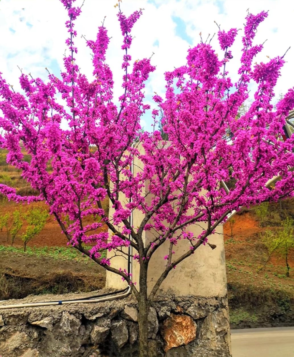 50 Chinese Redbud Tree Seeds Shrub Cercis 0r Bonsai Pink Purple Flower ...