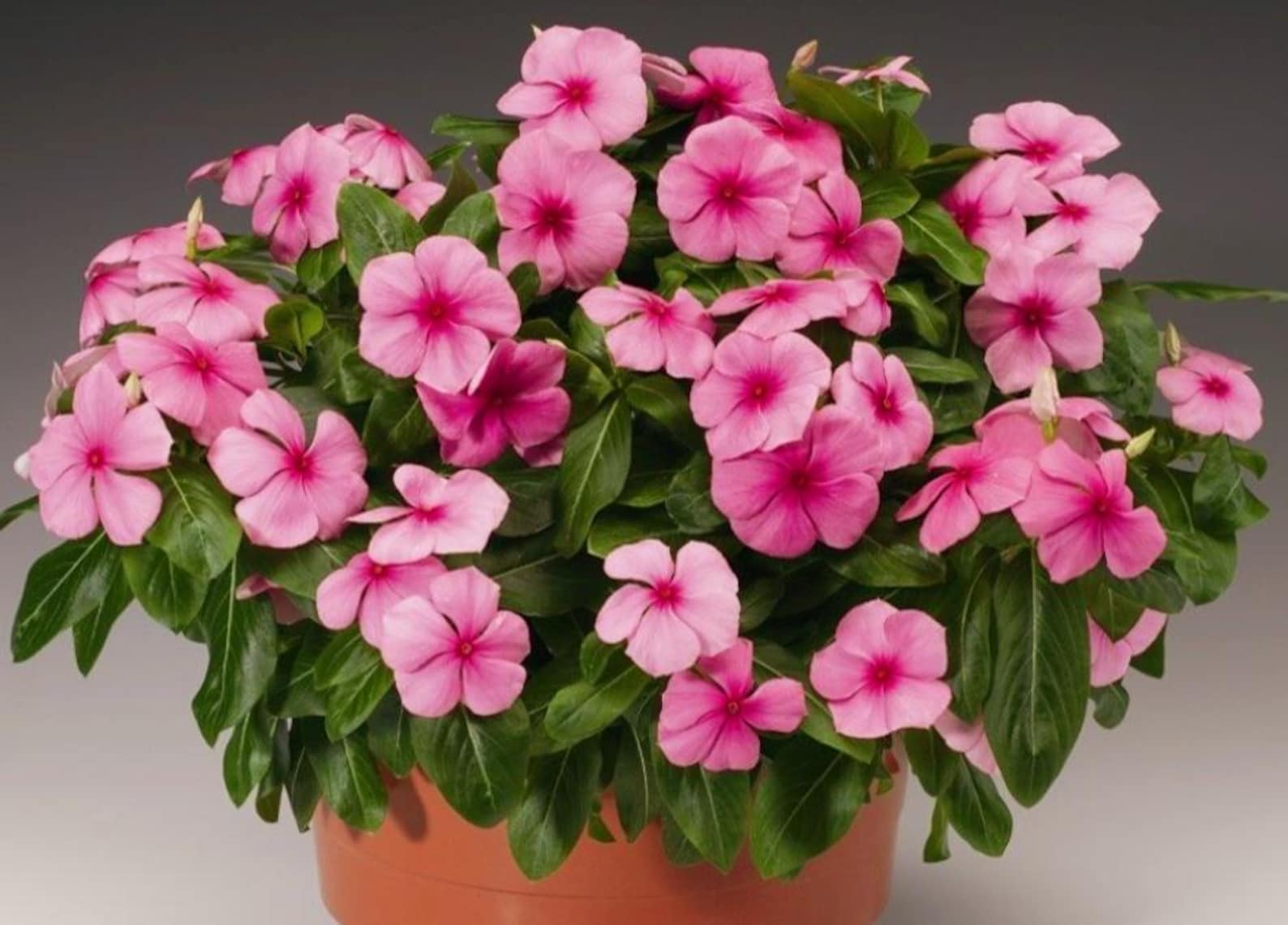1200 Periwinkle Seeds Cora Cascade Mix Color Perennial Flowers ...