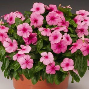 1200 Periwinkle Seeds Cora Cascade Mix Color Perennial Flowers ...