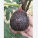 300 Fig Tree Seeds Black Sweet Fruit Shrub Bonsai Fresh 2025 - Etsy