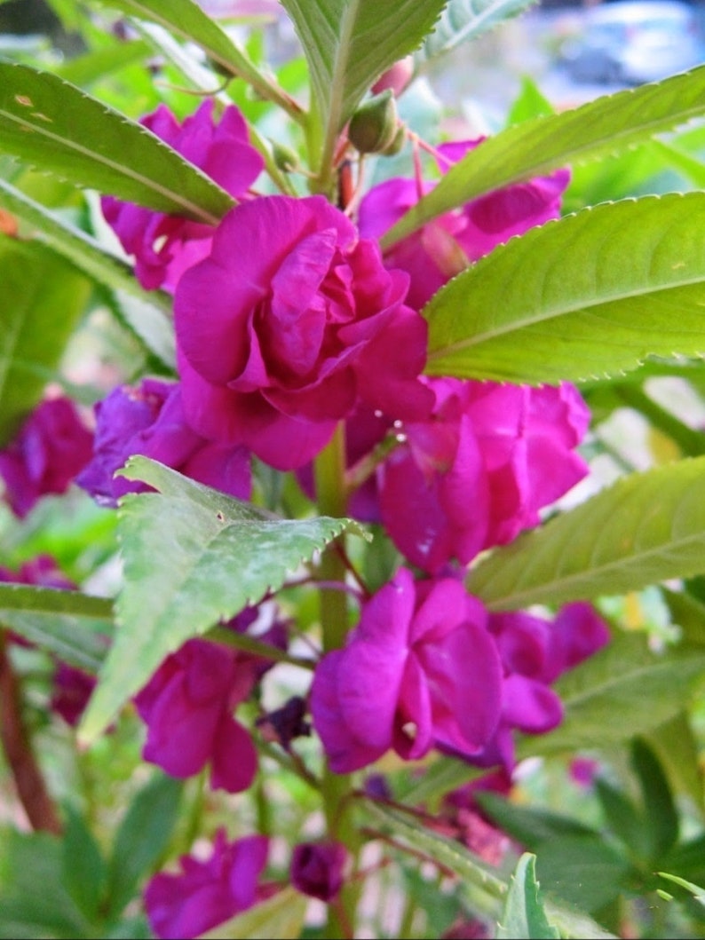 180 Seeds Mix Color Balsamine Rose , Impatiens Flowering Seeds Prolific ...