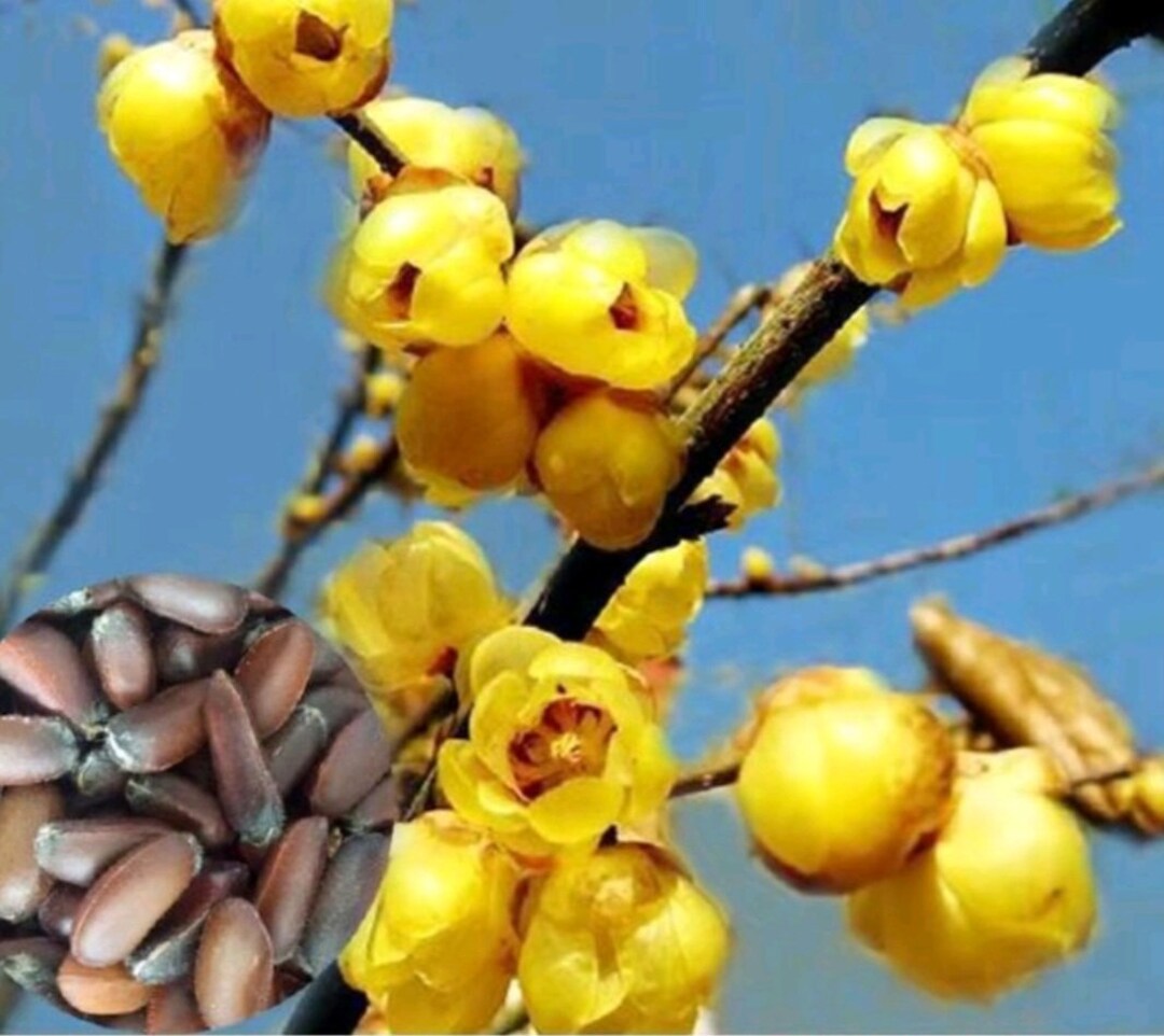 100 Seeds Wintersweet Fragrant Chimonanthus Praecox Yellow Flowerp - Etsy