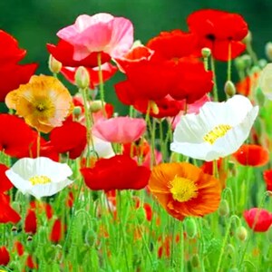 8000 Mix-colors Papaver Rhoeas Seeds Poppy Heirloom Rare Poppies ...