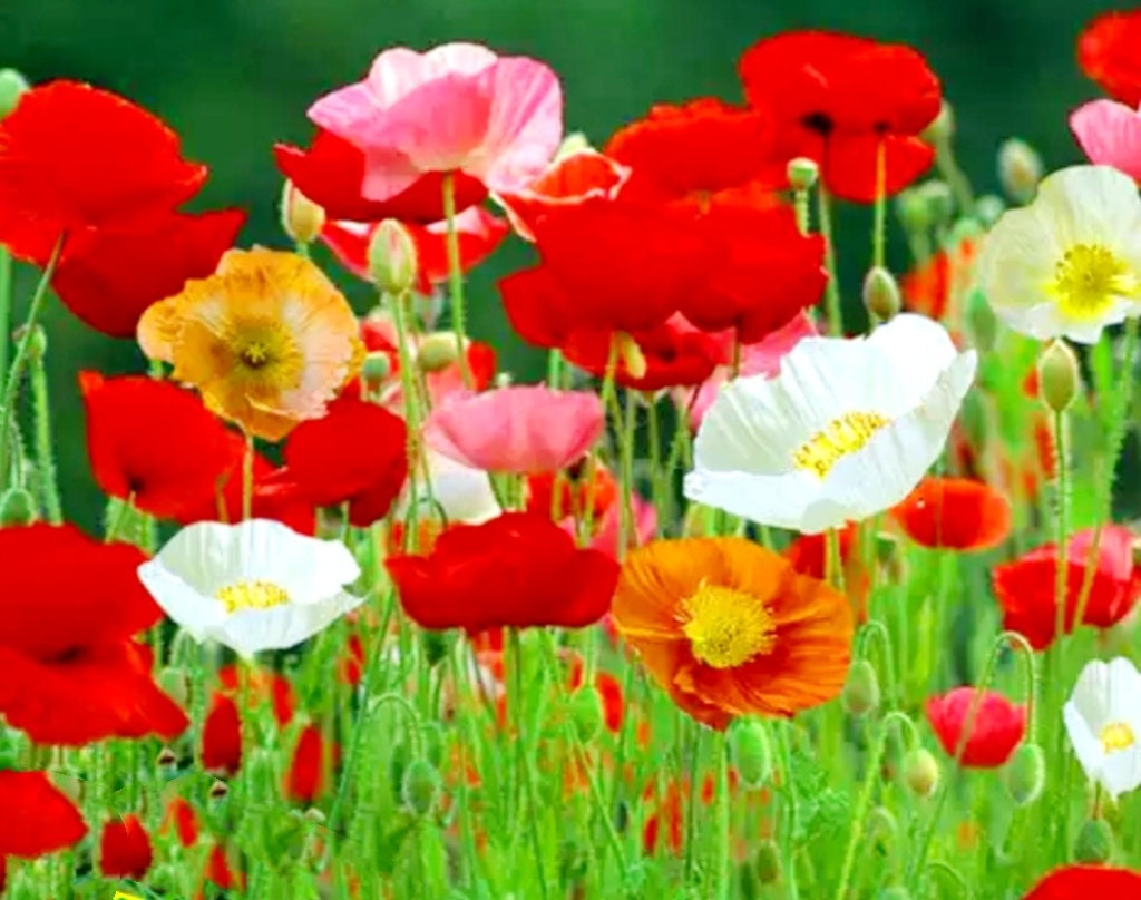 8000 Mix-colors Papaver Rhoeas Seeds Poppy Heirloom Rare Poppies ...