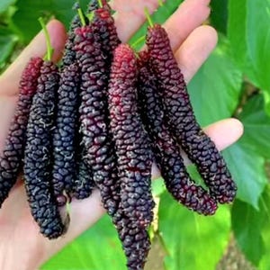 200 Pakistan Mulberry Fruit Tree Seeds Popular Variety Rare Morus Dense ...