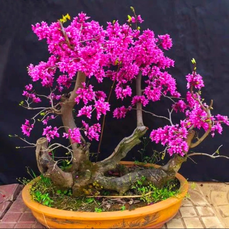 50 Chinese Redbud Tree Seeds Shrub Cercis 0r Bonsai Pink Purple Flower ...