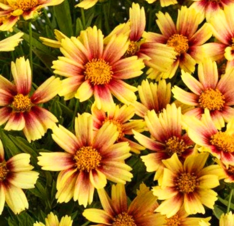 360 Coreopsis Seeds Perennial Coreopsis Rosea Seed Dwarf Rudbeckia. - Etsy