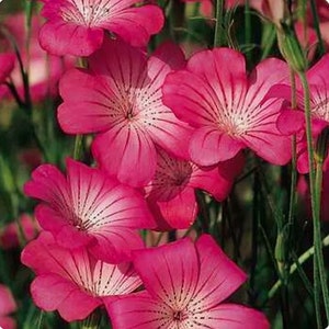 100 Agrostemma Seeds Ocean Pearls Rose Corncockle Agrostemma Githago ...