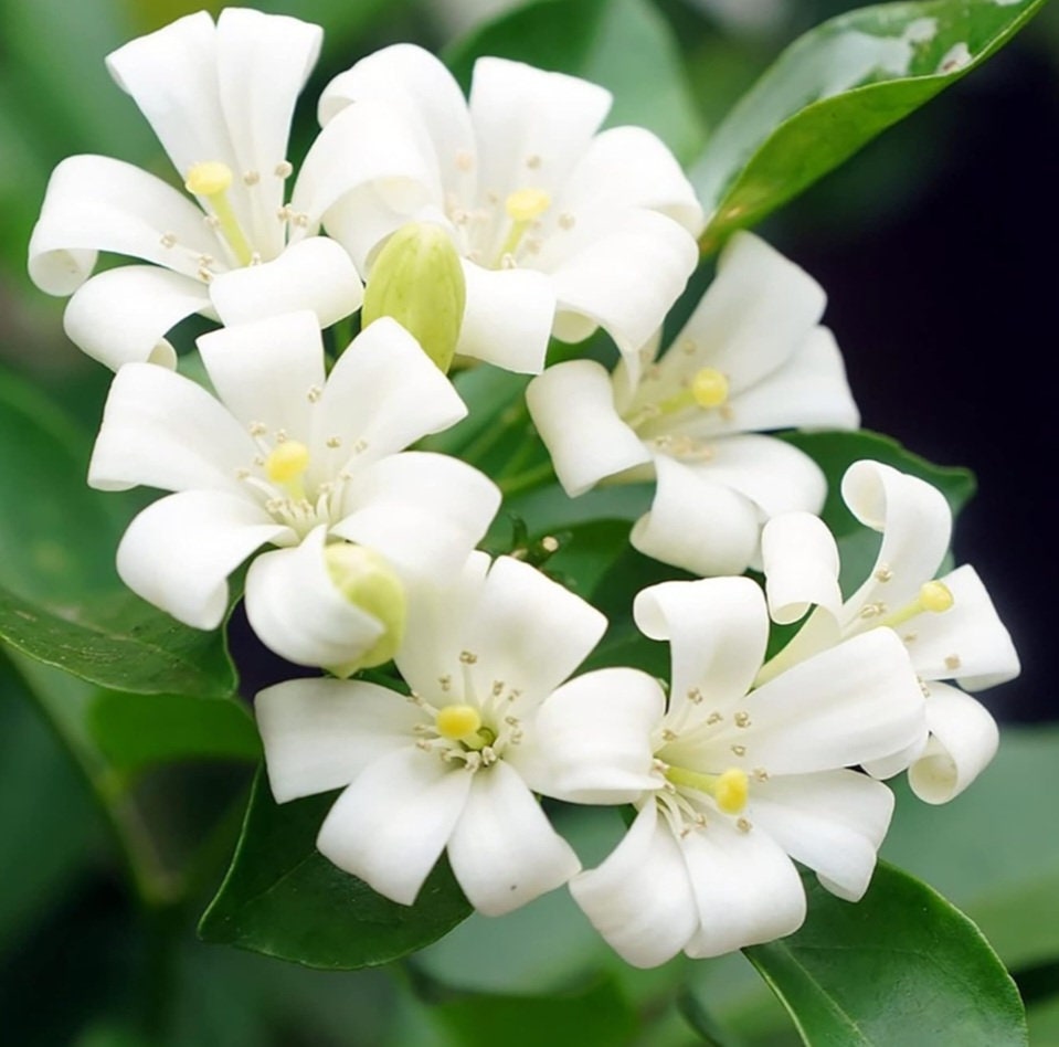 100 Seed Murraya Paniculata Flower Bonsai Extremely Fragrant Orange ...