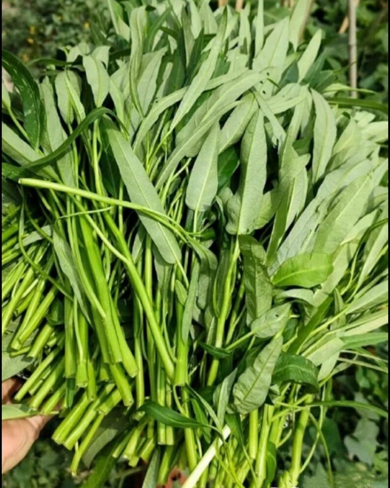 Water Spinach Seeds: 100+ Non-gmo Vegetable Seeds for Planting - Etsy