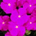 1200 Periwinkle Seeds Cora Cascade Mix Color Perennial Flowers ...