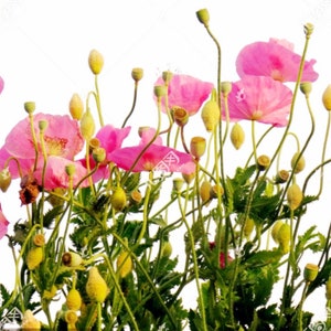 8000 Pink Papaver Rhoeas Seeds Poppy Heirloom Rare Poppies Himalayan ...