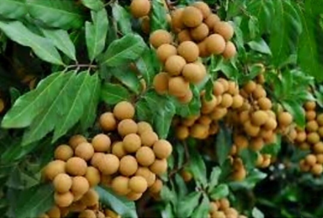 20 Longan Seeds Rare Dwarf Longan Sweet and Juicy Fruit Tree Bonsai - Etsy