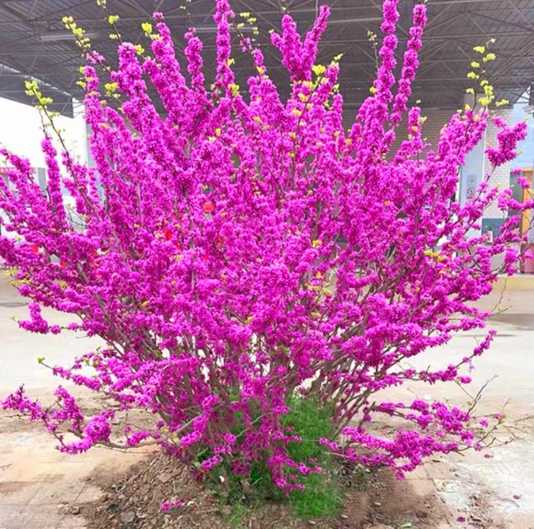 50 Chinese Redbud Tree Seeds Shrub Cercis 0r Bonsai Pink Purple Flower ...