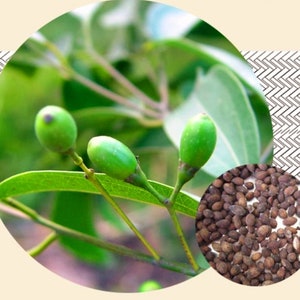 35 Cinnamon Tree Seeds Cinnamomum Verum Fast Growing True Ceylon ...