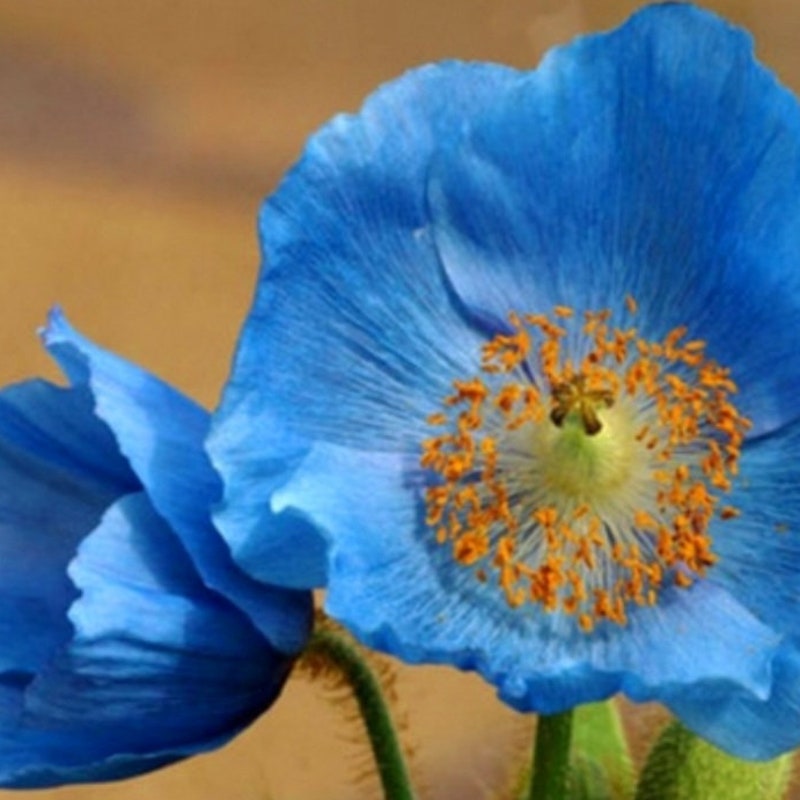 Himalayan Blue Poppy - Etsy
