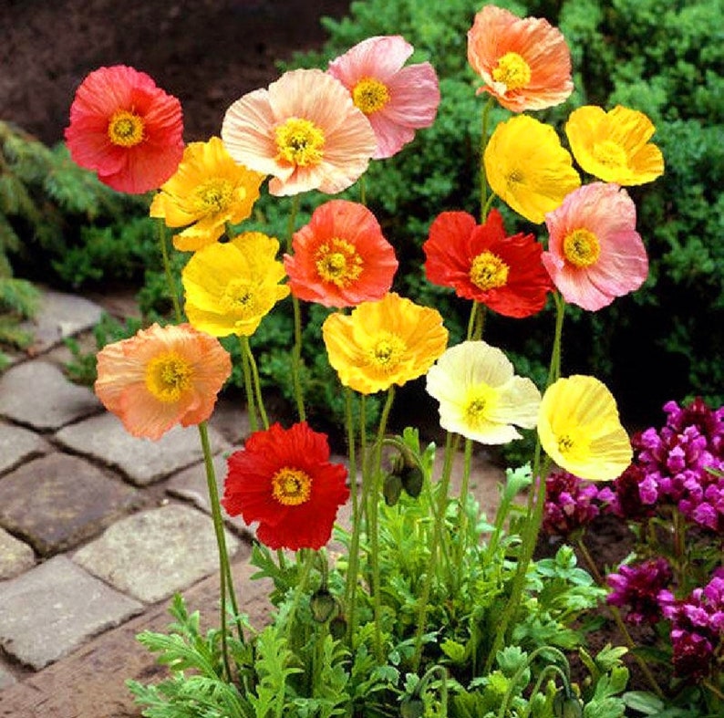 8000 Mix-colors Papaver Rhoeas Seeds Poppy Heirloom Rare Poppies ...