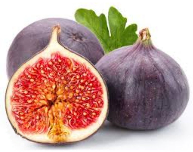 300 Fig Tree Seeds Black Sweet Fruit Shrub Bonsai Fresh 2025 - Etsy
