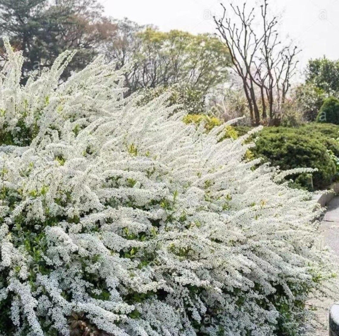 250 Spiraea Thun Seeds for Planting-mellow White Bridal Wreath Spirea ...