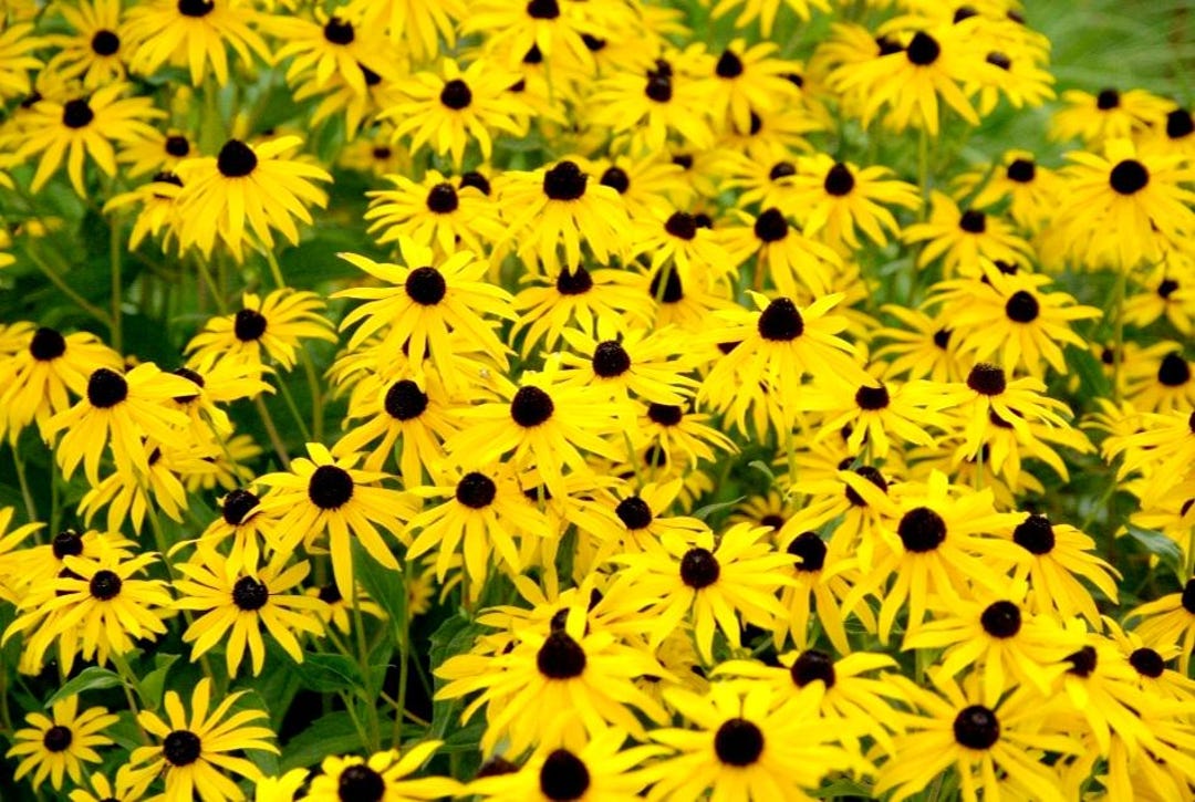 120 Seeds Black Eyed Susans Vibrant Yellow Flower Bright, Bold Black ...