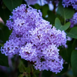 50 Purple Lilac Seeds Extremely Fragrant Japanese Tree Lilac Light ...