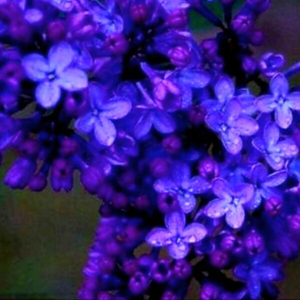 Lilac Seeds - Etsy