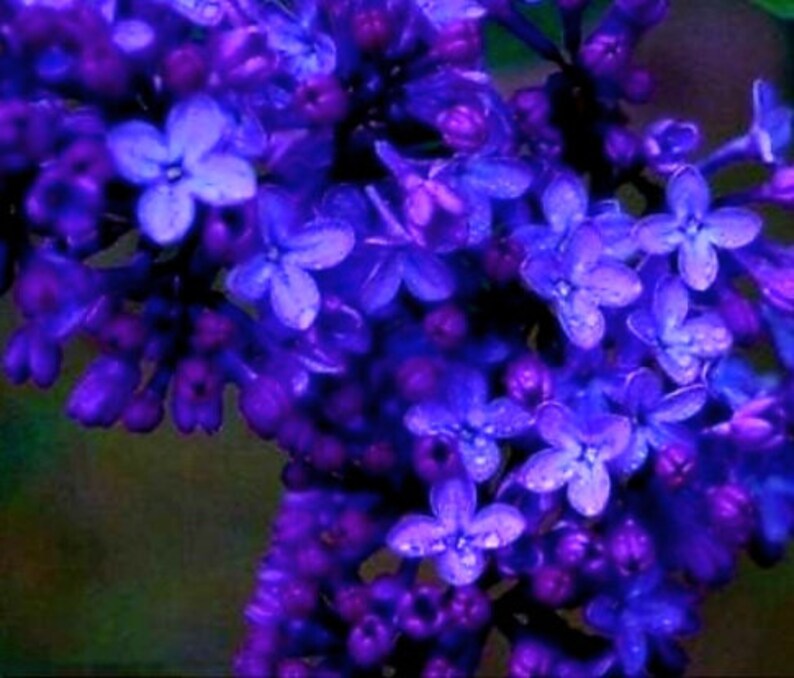 50 Blue Lilac Seeds Extremely Fragrant Syringa Vulgaris Tree Lilac ...