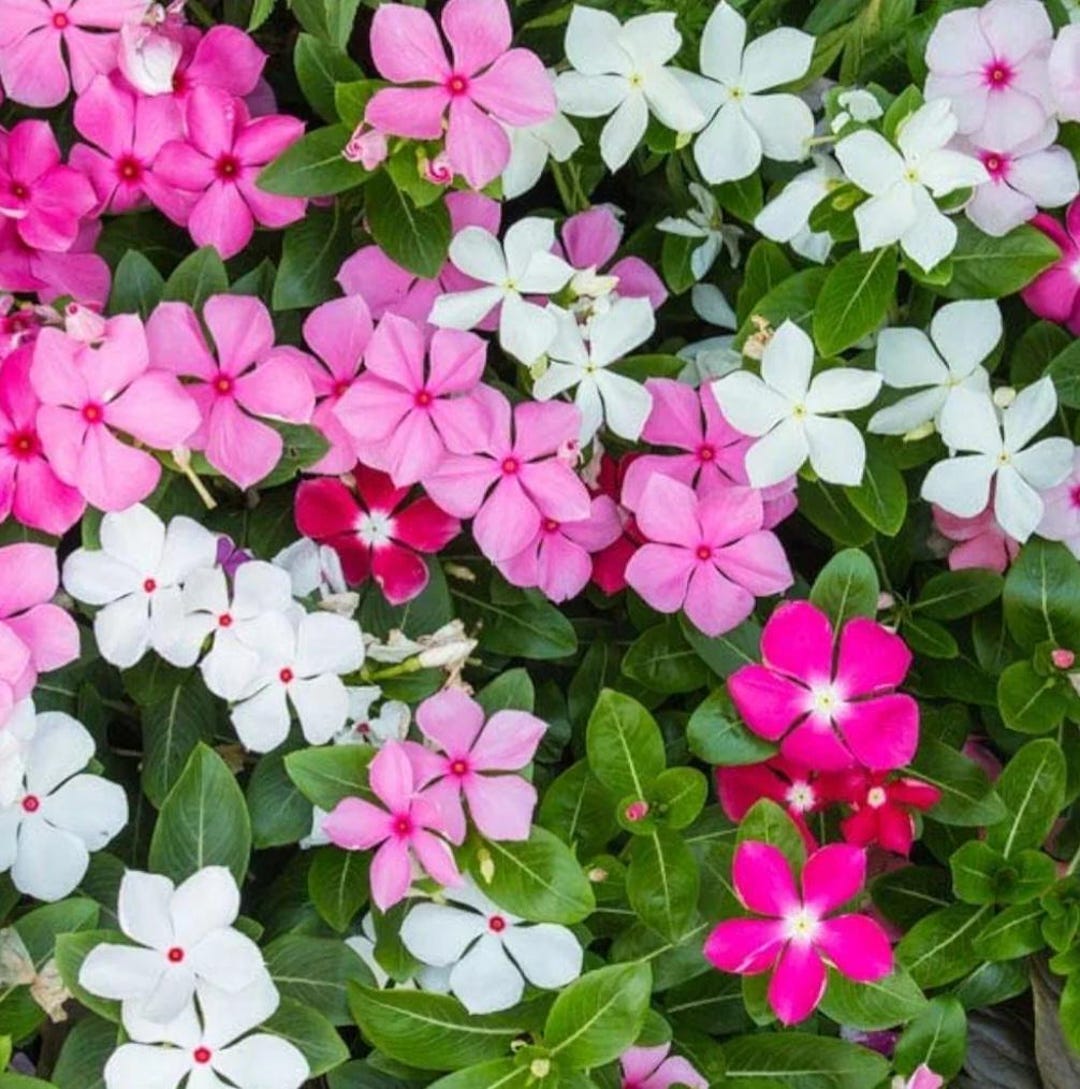 1200 Periwinkle Seeds Cora Cascade Mix Color Perennial Flowers ...