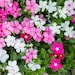 1200 Periwinkle Seeds Cora Cascade Mix Color Perennial Flowers ...
