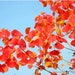 30 Chinese Tallow Tree Seeds: Triadica Sebifera, Fall Colors - Etsy