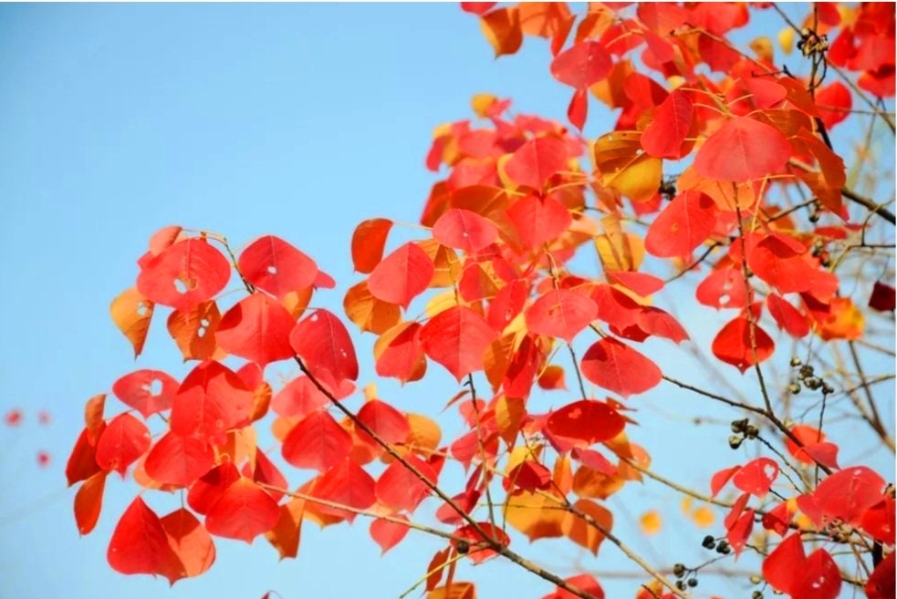 30 Chinese Tallow Tree Seeds: Triadica Sebifera, Fall Colors - Etsy