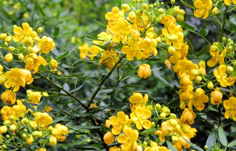 50 Senna Surattensis Seeds Cassia Glauca Senna Sulfurea Glossy Shower ...