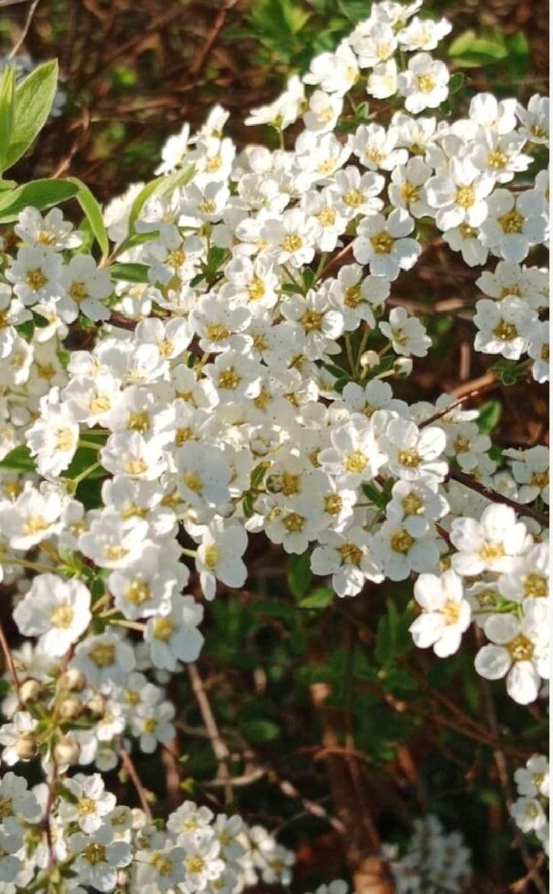 250 Spiraea Thun Seeds for Planting-mellow White Bridal Wreath Spirea ...