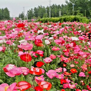 8000 Pink Papaver Rhoeas Seeds Poppy Heirloom Rare Poppies Himalayan ...