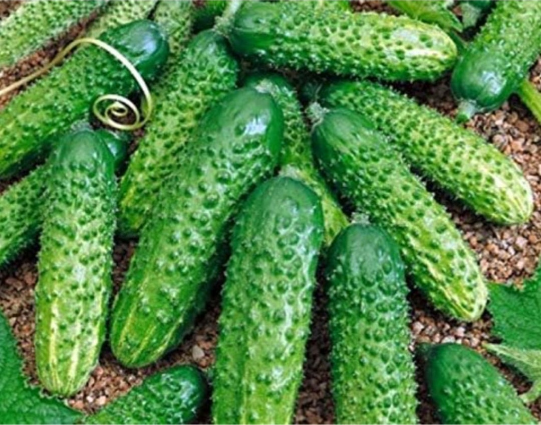 50 Seed Cucumber Seeds Cucumbers Crawling All Over the Fence All Over ...