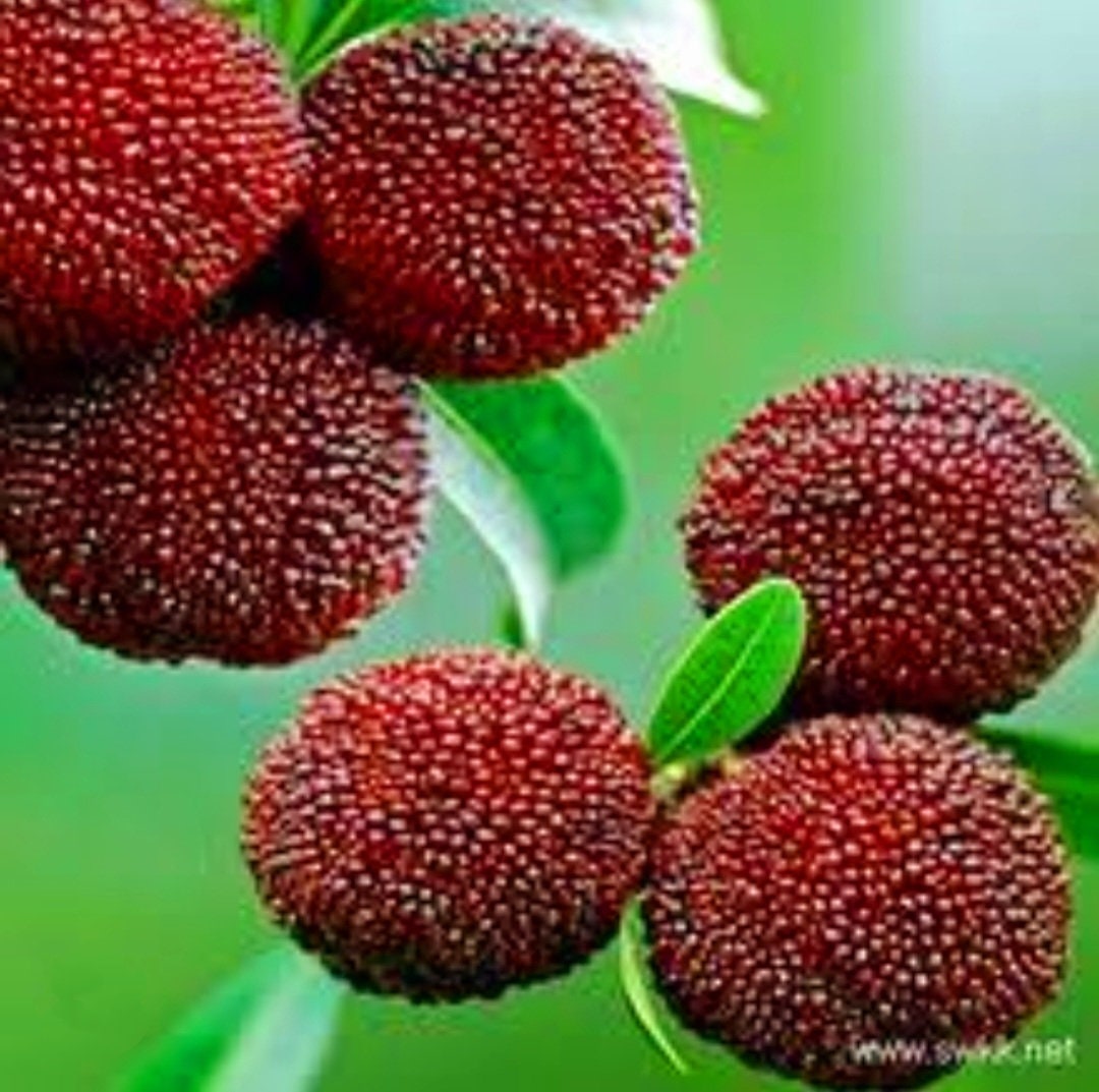 50 Chinese Bayberry Seeds: Myrica Edible Fruit, Fragrant Leaves - Fresh ...