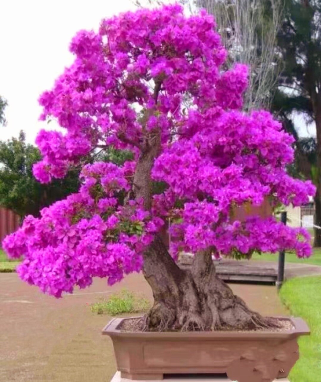 50 Chinese Redbud Tree Seeds Shrub Cercis 0r Bonsai Pink Purple Flower ...