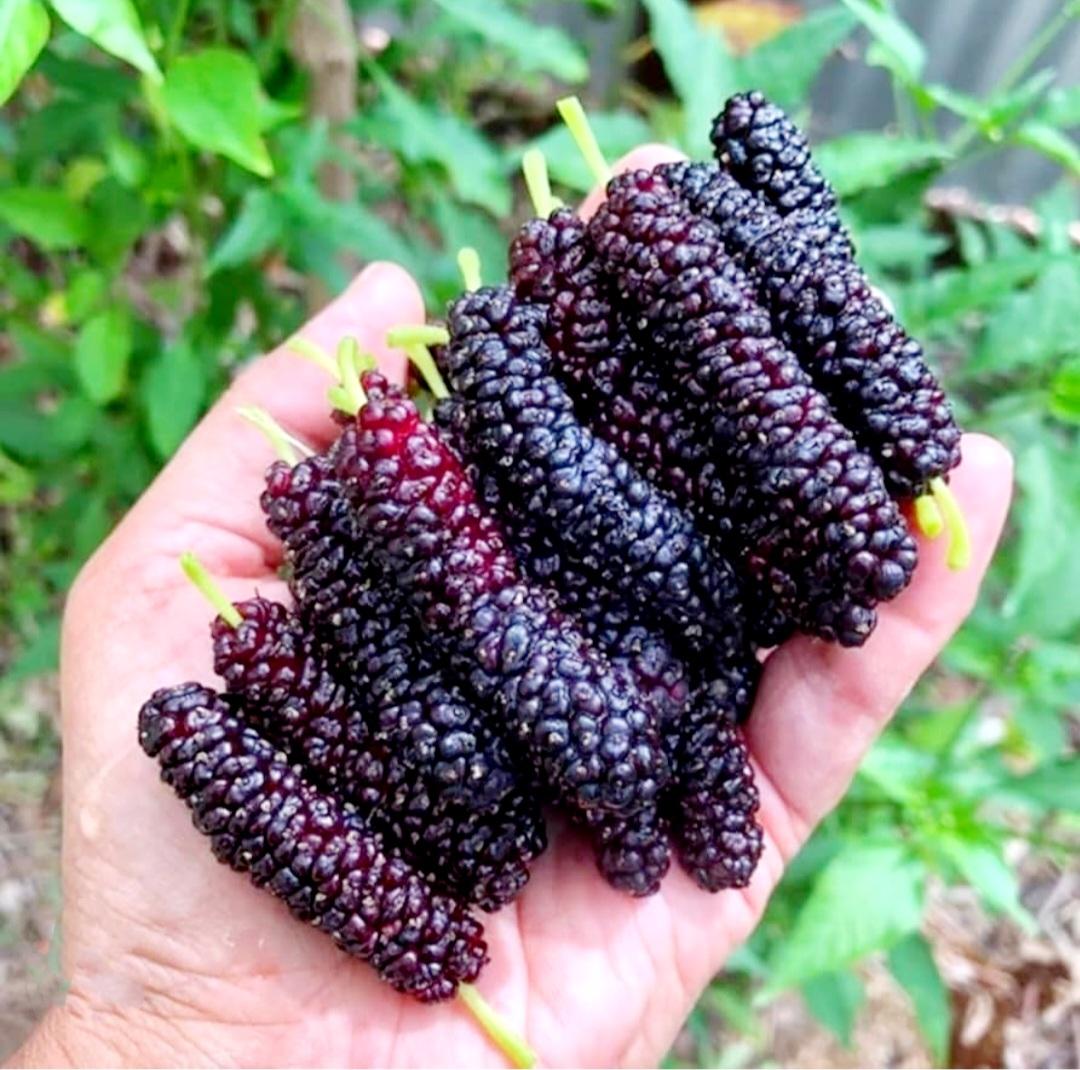 200 Pakistan Mulberry Fruit Tree Seeds Popular Variety Rare Morus Dense ...