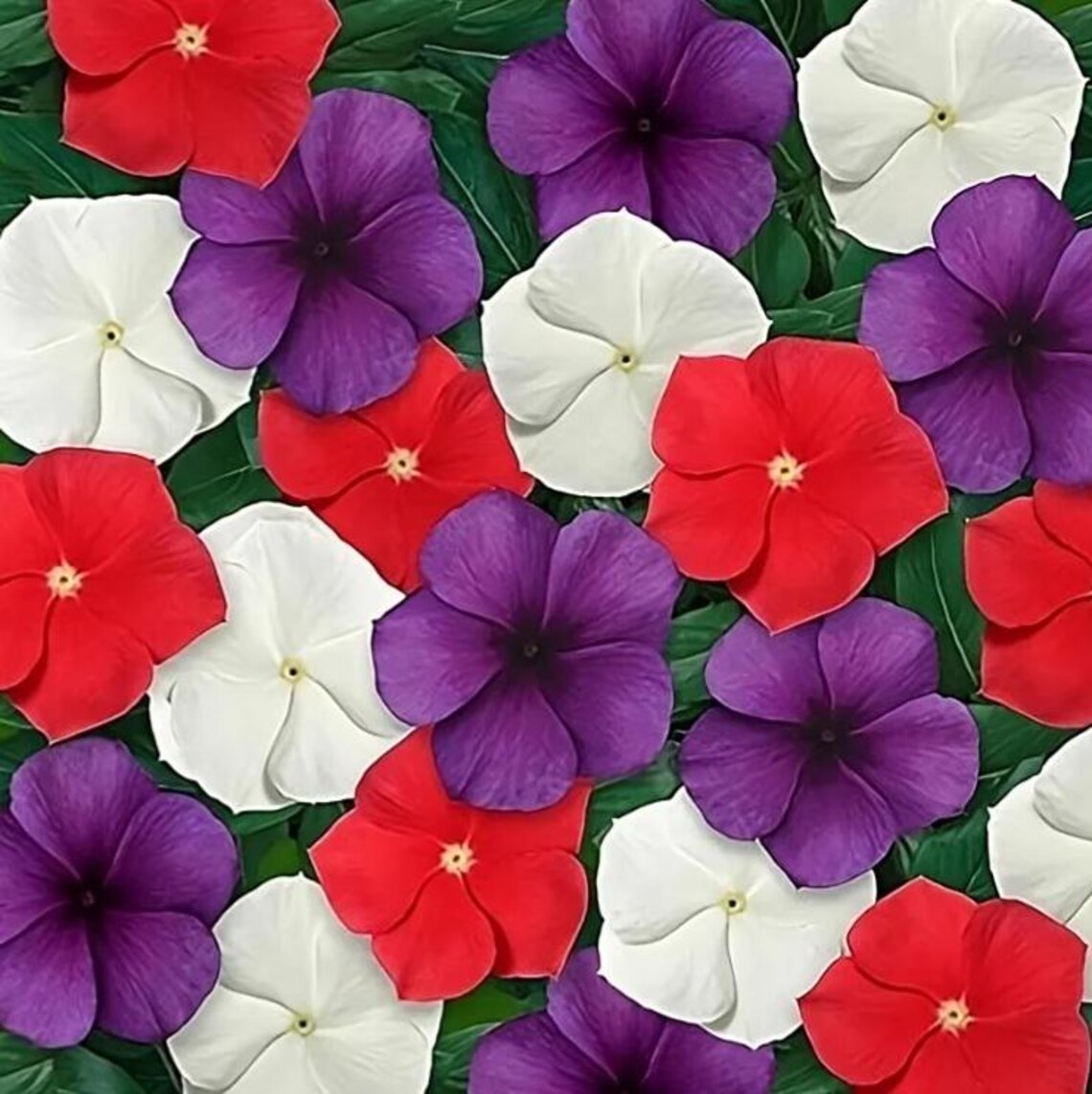 1200 Periwinkle Seeds Cora Cascade Mix Color Perennial Flowers ...