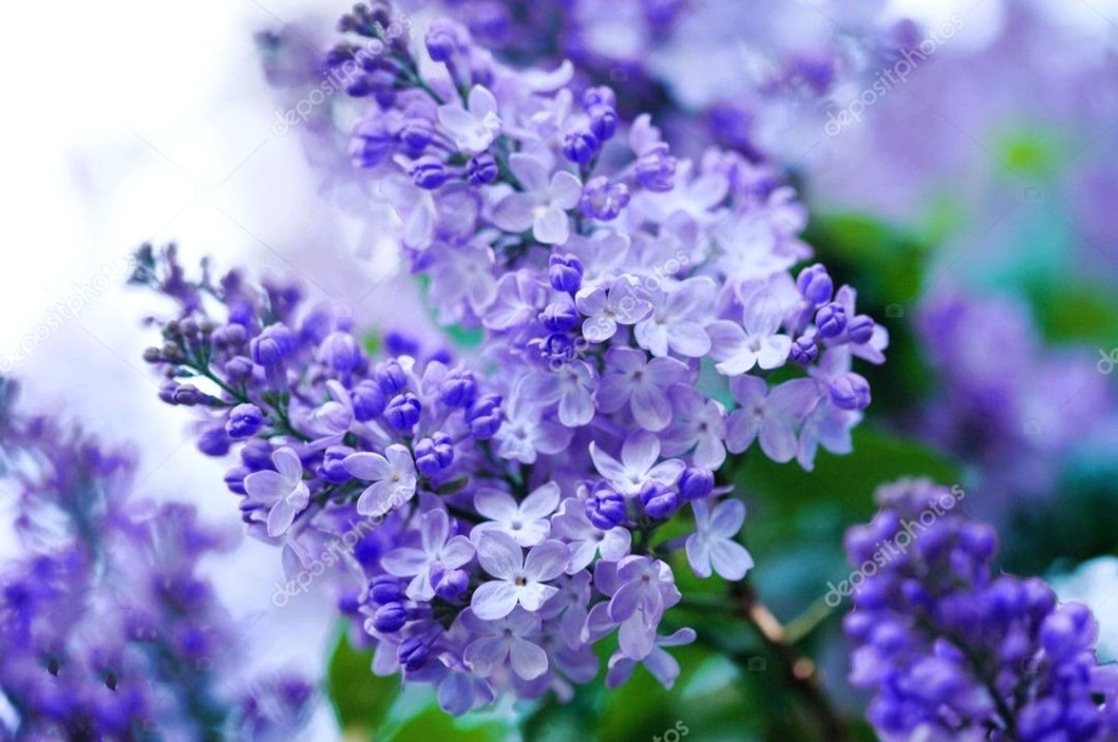50 Purple Lilac Seeds Extremely Fragrant Japanese Tree Lilac Light ...