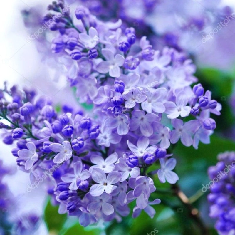 Lilac Seeds - Etsy