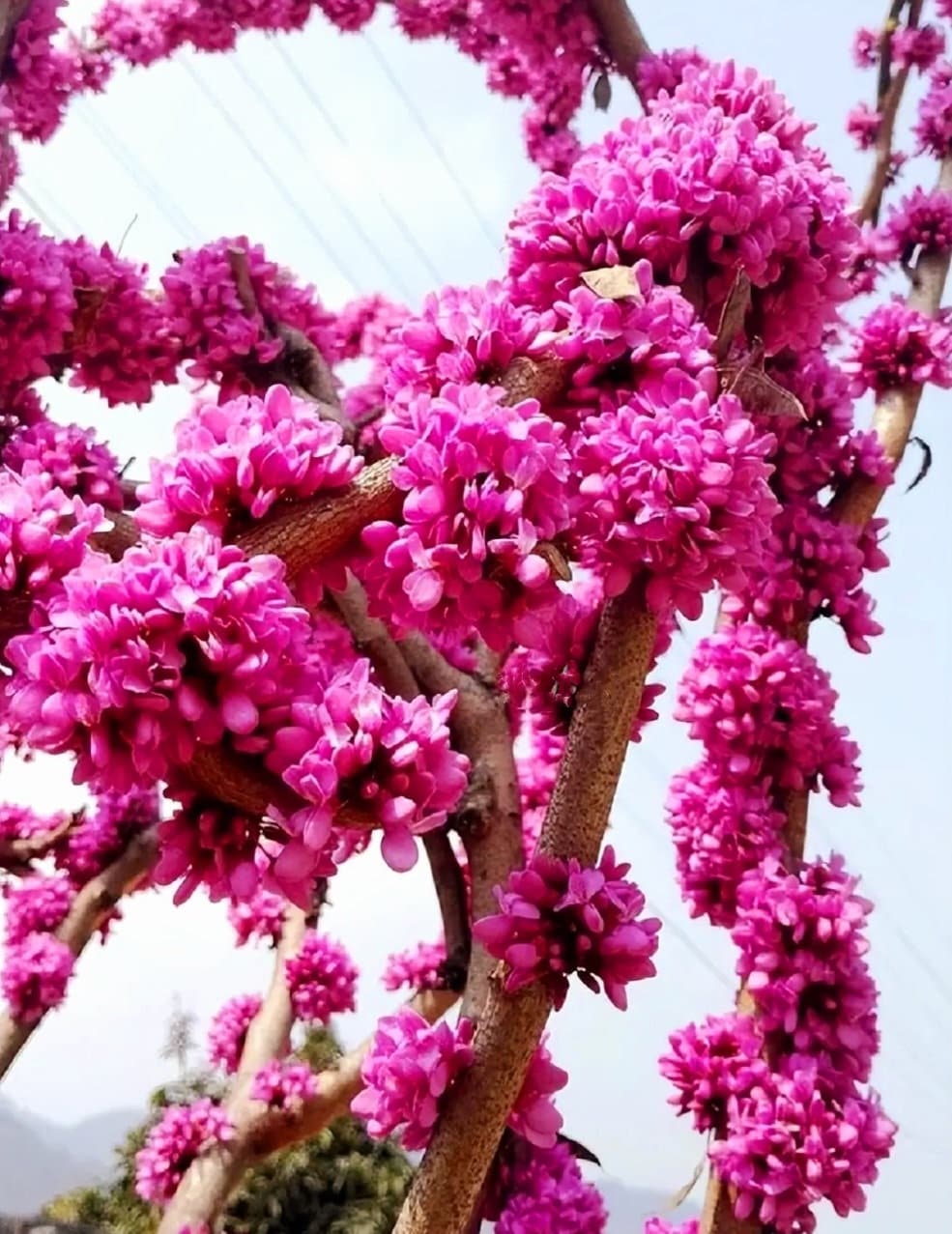 50 Chinese Redbud Tree Seeds Shrub Cercis 0r Bonsai Pink Purple Flower ...