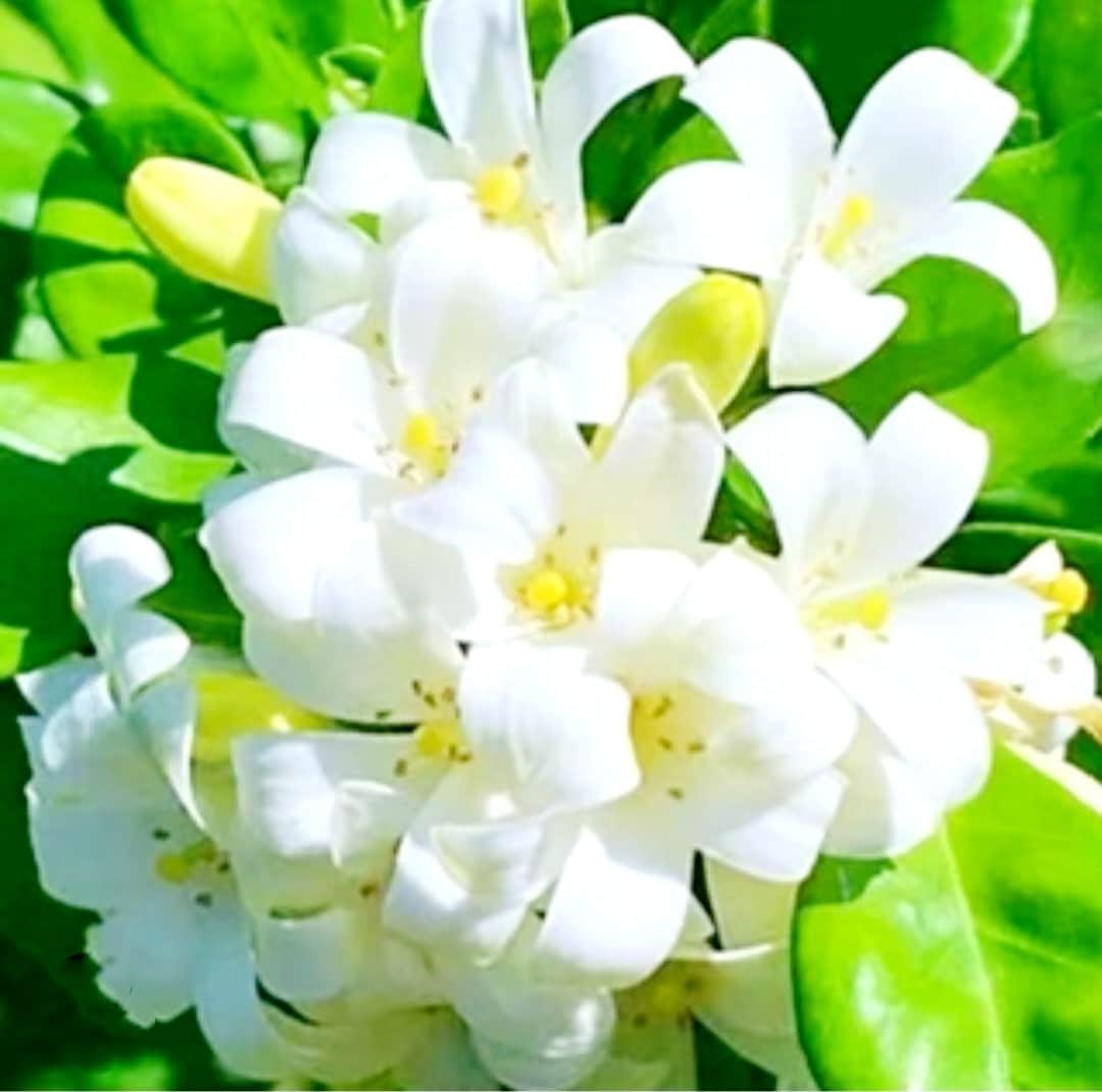 100 Seed Murraya Paniculata Flower Bonsai Extremely Fragrant Orange ...