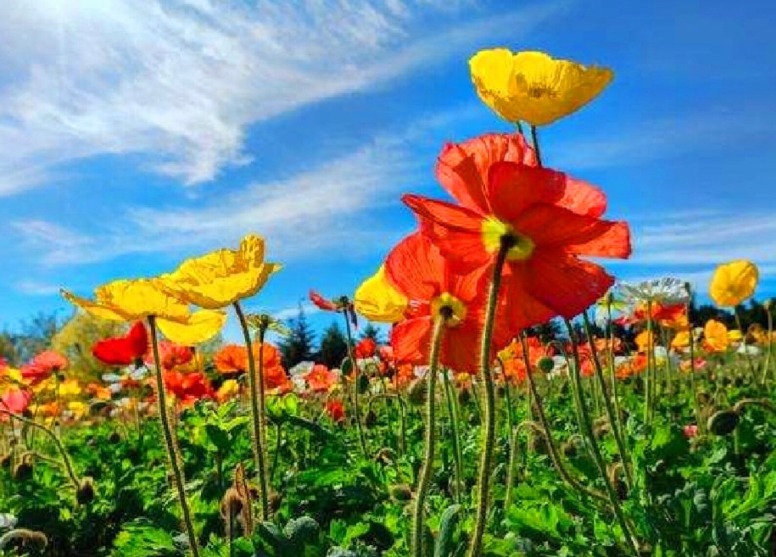 8000 Mix-colors Papaver Rhoeas Seeds Poppy Heirloom Rare Poppies ...