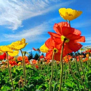 8000 Mix-colors Papaver Rhoeas Seeds Poppy Heirloom Rare Poppies ...