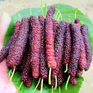 200 Pakistan Mulberry Fruit Tree Seeds Popular Variety Rare Morus Dense ...