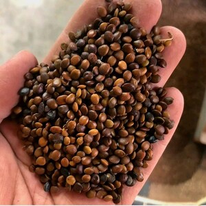 50 Chinese Redbud Tree Seeds Shrub Cercis Pink Purple Rare Flower ...